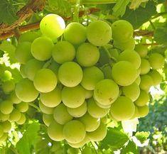 Dole South Africa unveils grape plans | Article | Fruitnet
