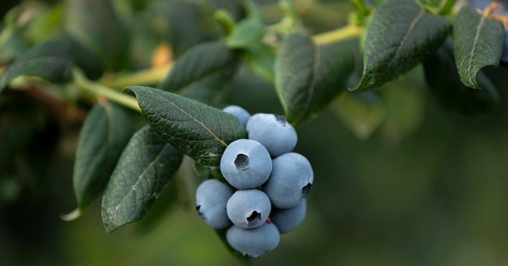 Freshmax takes full ownership of BerryCo | Article | Fruitnet