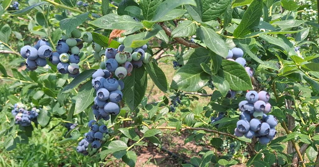 Serbia and Romania lead blueberry charge | News | Fruitnet