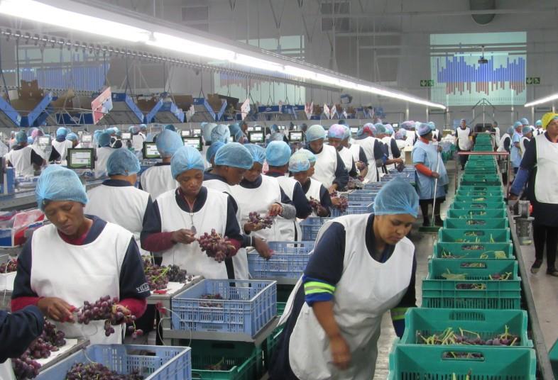 Mixed season for Southern Africa grapes | Article | Fruitnet
