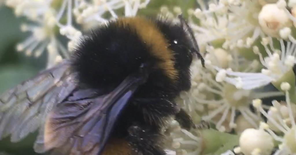 BeeHero launches Pollination Insight Platform | News | Fruitnet