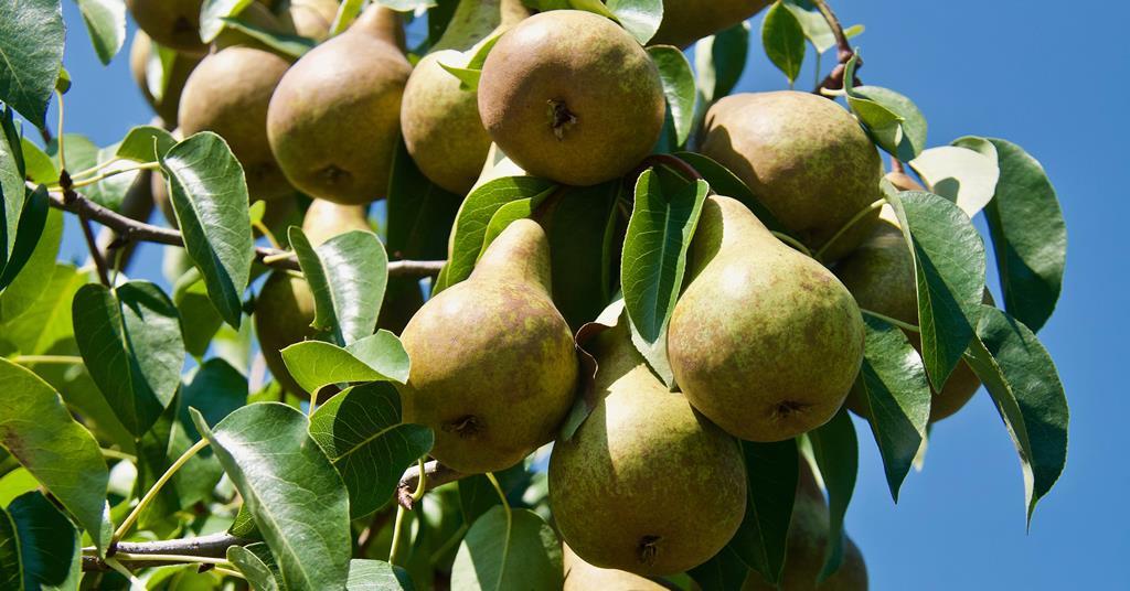 Argentina cautiously optimistic ahead of 2024 topfruit campaign | News ...