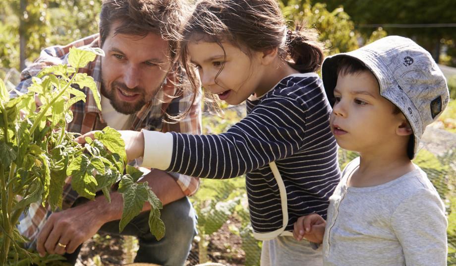 New seed donation project to boost wellbeing | Article | Fruitnet