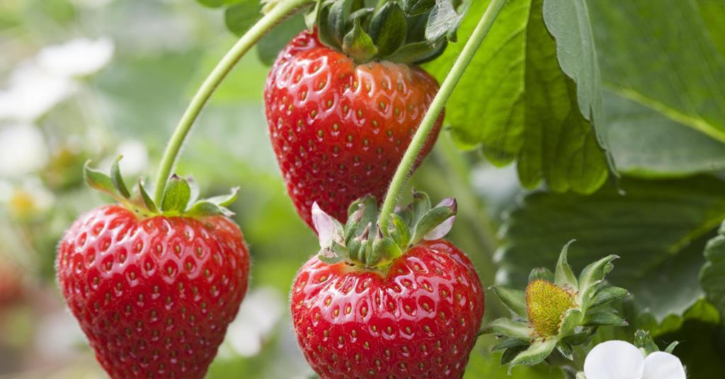 AVA berry varieties show way for Angus | News | Fruitnet