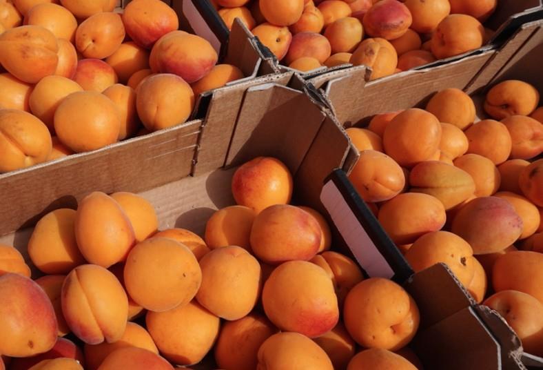 EU apricot crop will be smaller and later | Article | Fruitnet