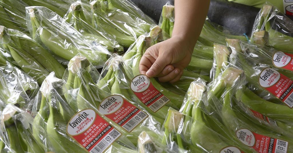 Ecuador bananas sector sets out cost of Ukraine war | Article | Fruitnet