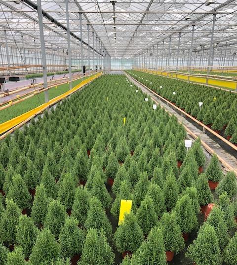 A rosemary Xmas for Waitrose | Article | Fruitnet