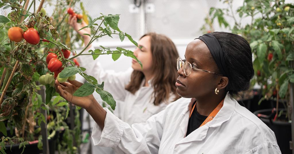 Phytoform Labs develops “breakthrough” mini tomato | News | Fruitnet
