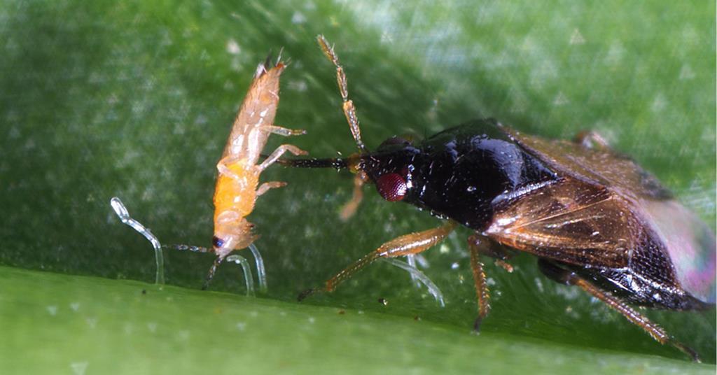 Artemac helps Orius to control thrips | Article | Fruitnet