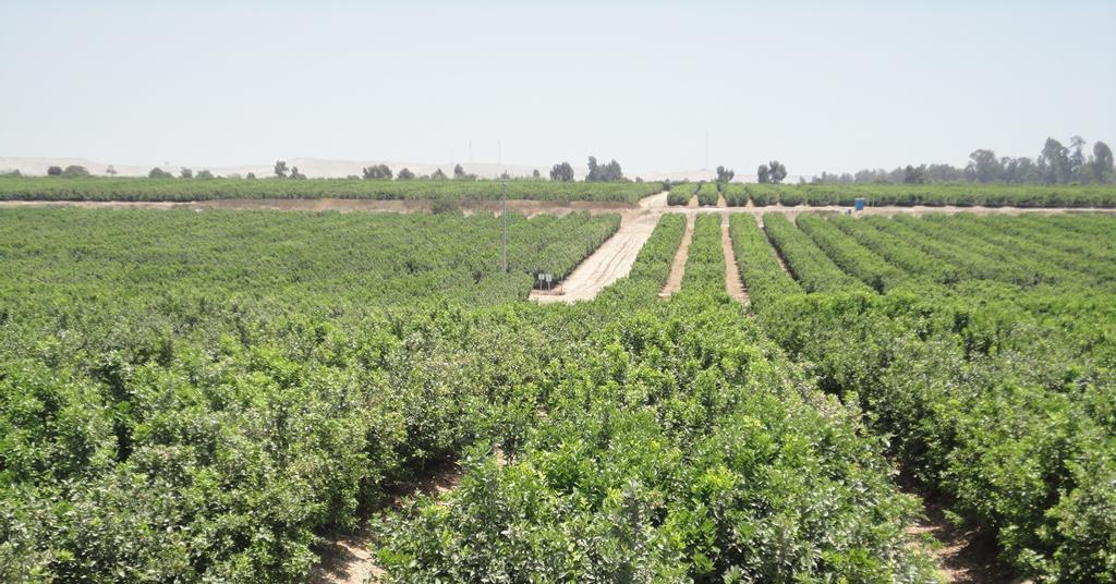 Irrigation schemes boost Peru’s agricultural output | Article | Fruitnet