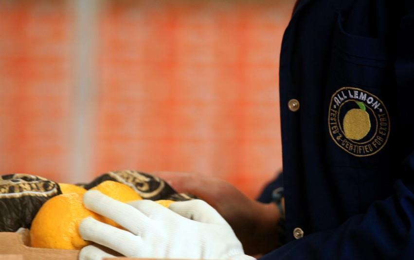 All Lemon enforces frost action plan | Article | Fruitnet