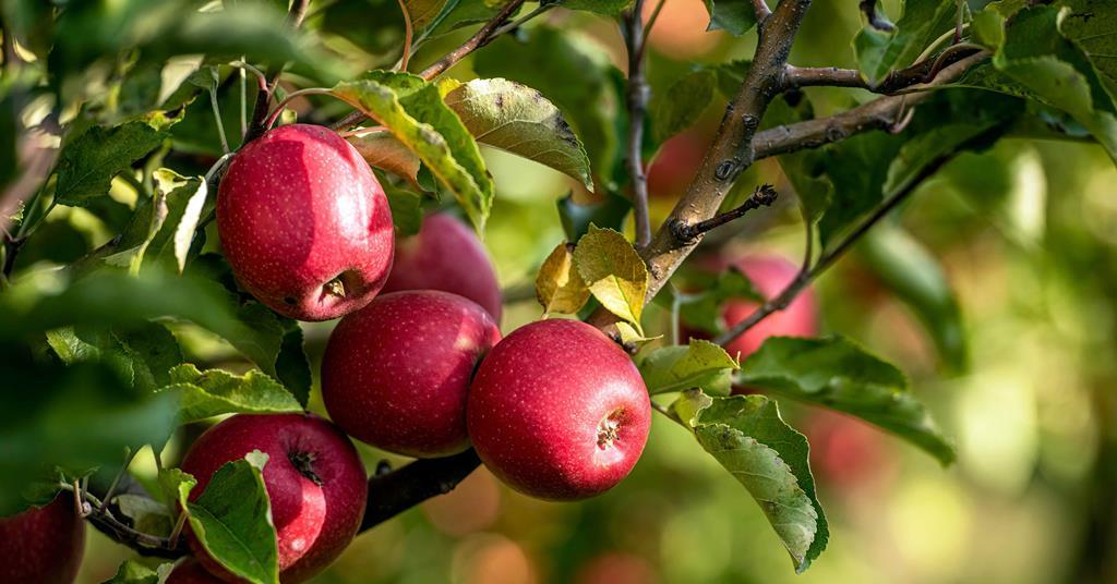 CMI Orchards receives global recognition for sustainable innovations ...
