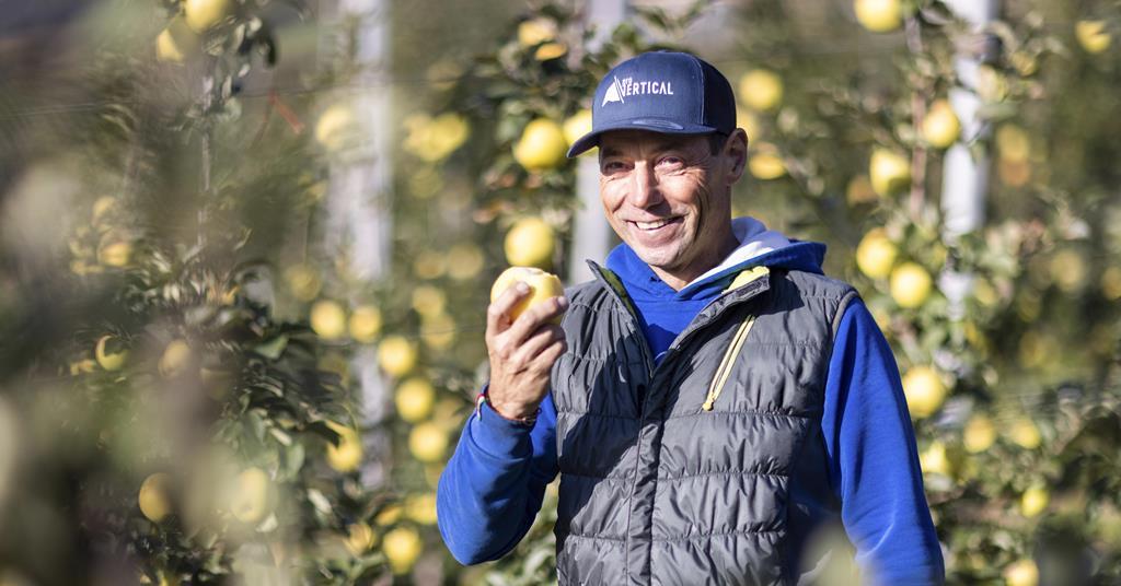Yello apple back on the shelves | News | Fruitnet