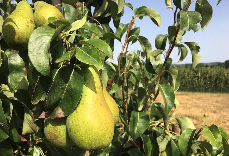Belgian fruit braves the heat wave | Article | Fruitnet