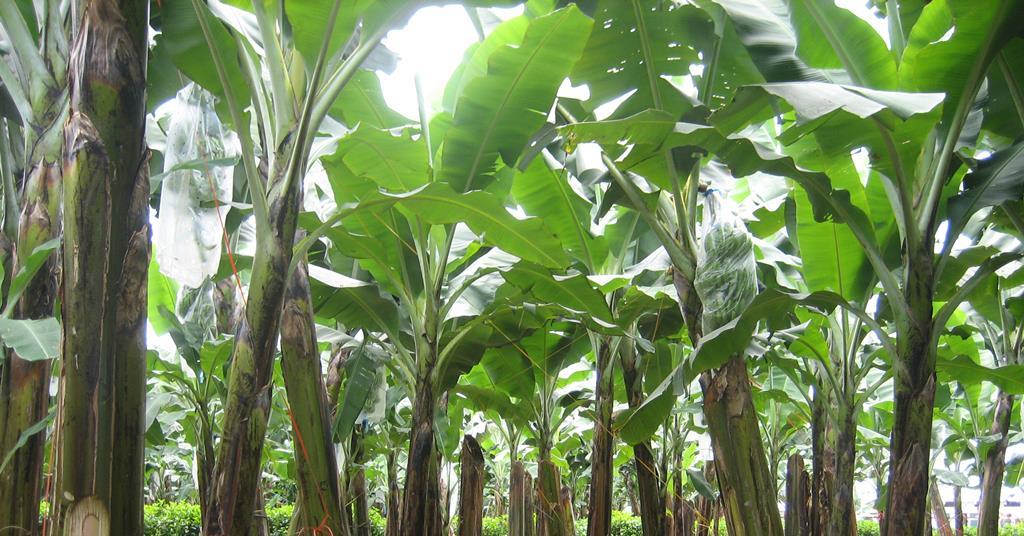 Potential for new Philippine banana variety | Article | Fruitnet
