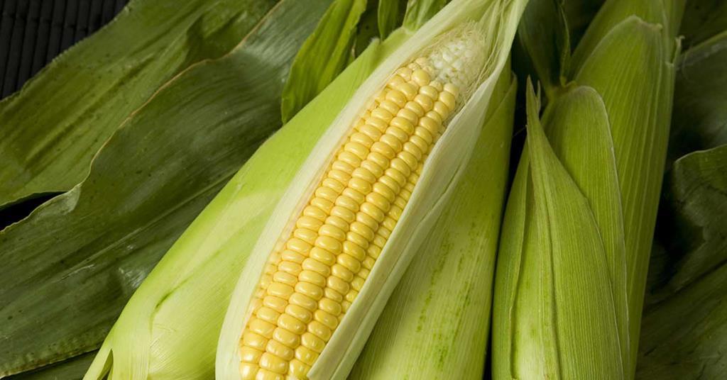 One hundred per cent UK sweetcorn set to hit Waitrose shelves | Article ...