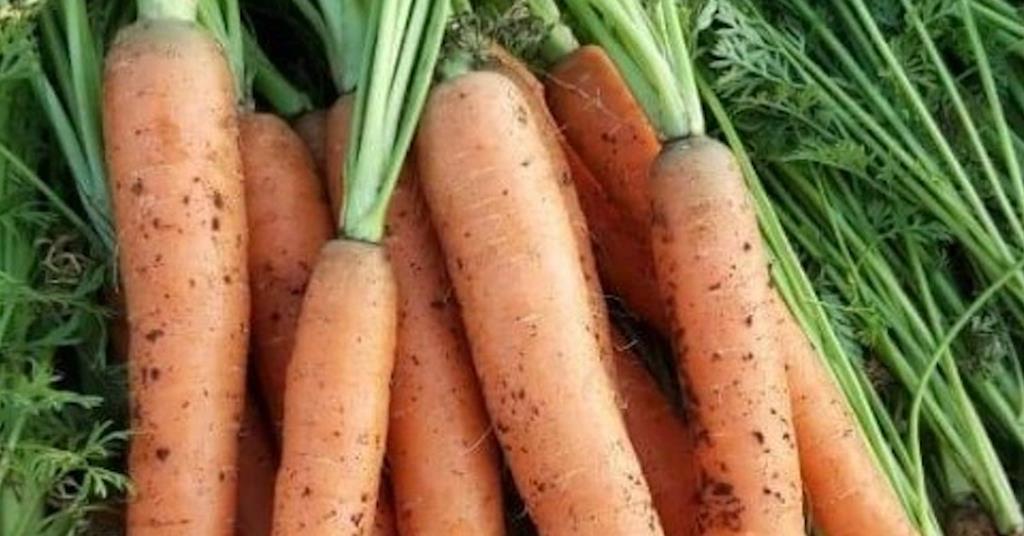 Promising carrot season in Egypt a boost for global markets | Comment ...