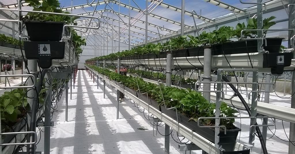 Total Produce opens doors for berries | Article | Fruitnet