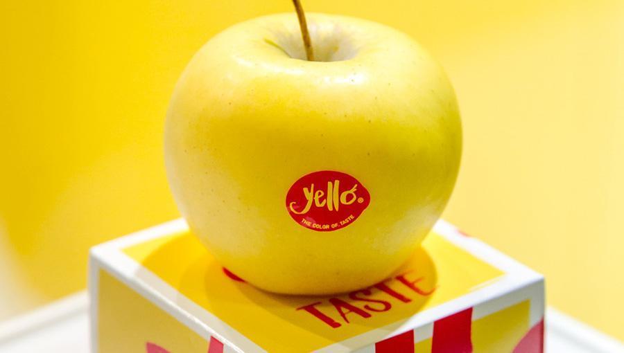 Positive first impressions for new apple Yello | Article | Fruitnet