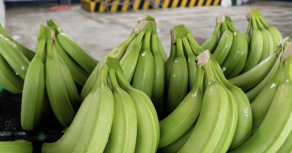 Ecuadorean banana exports rally in October | News | Fruitnet