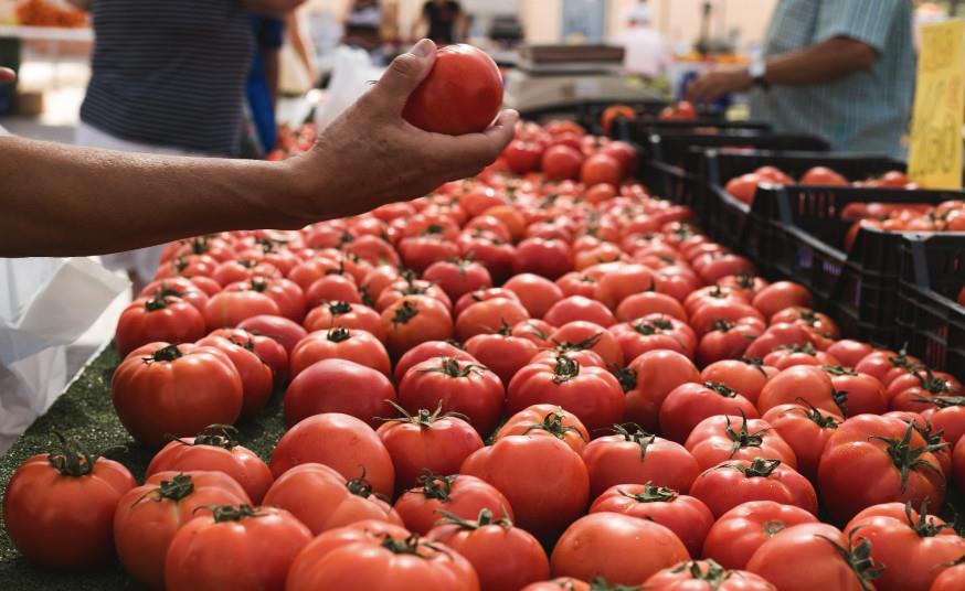 EU tomato production to decrease in 2022 | Article | Fruitnet
