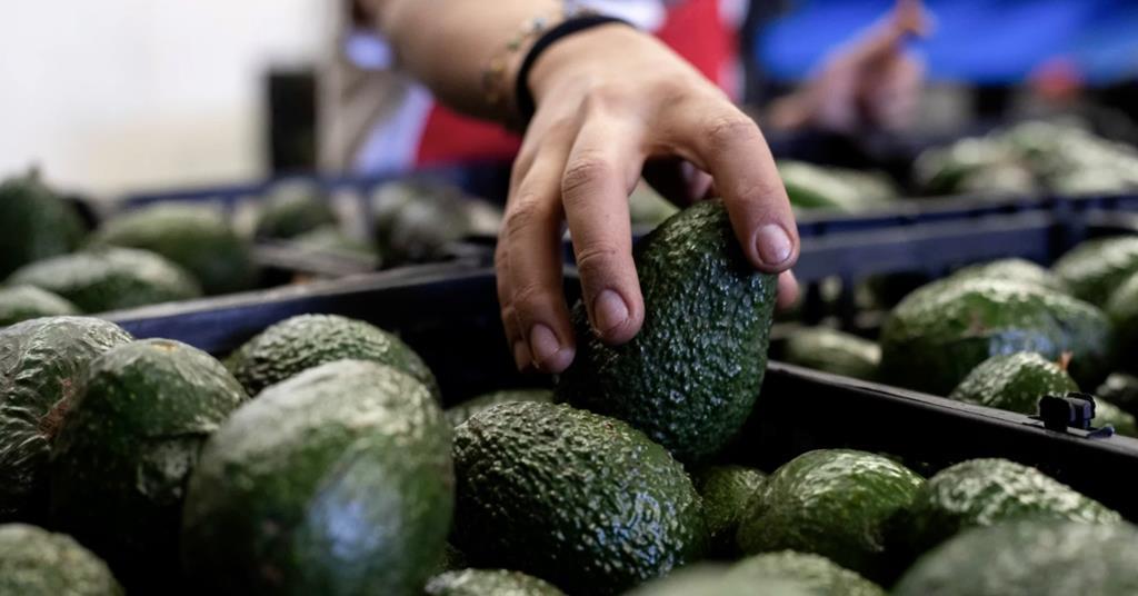 Mexican avocado industry unveils new sustainability plan | News | Fruitnet