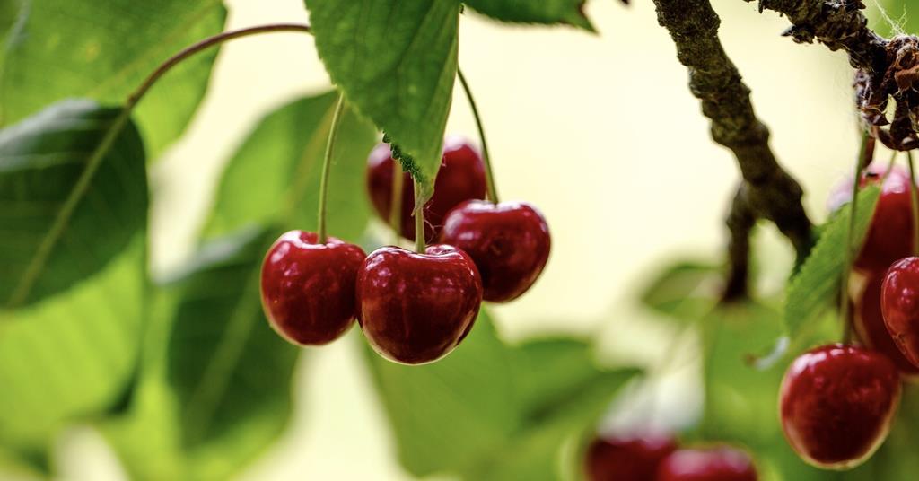 Turkish cherry volumes set to pick up | News | Fruitnet