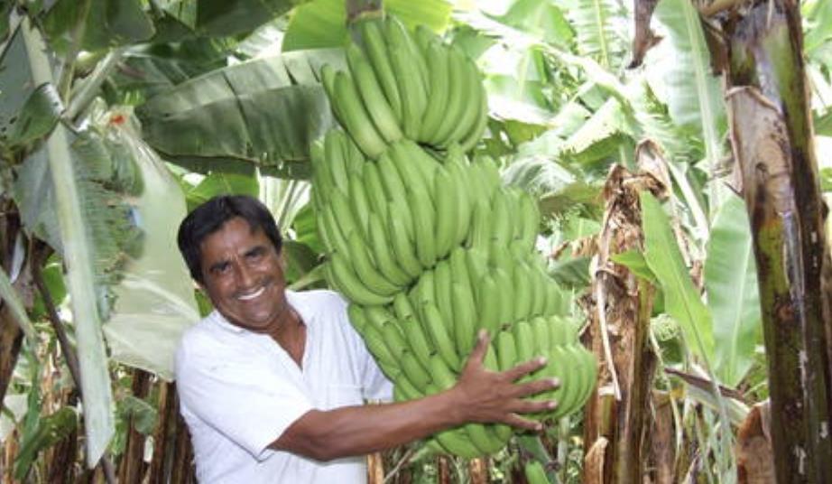 Challenging outlook for Peruvian bananas | News | Fruitnet