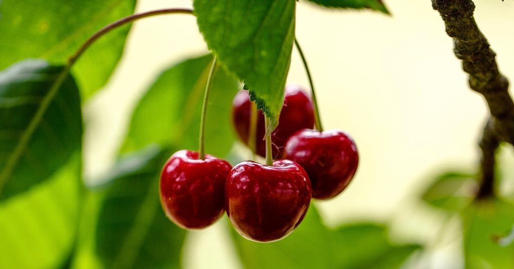 Turkish cherry volumes set to pick up | News | Fruitnet