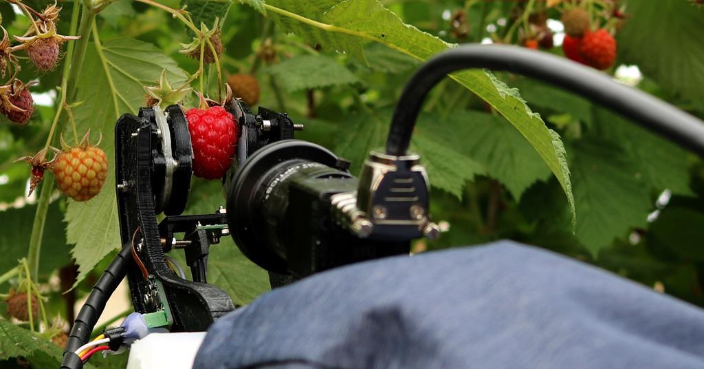 Berry growers trialling new raspberry picker bot | Article | Fruitnet