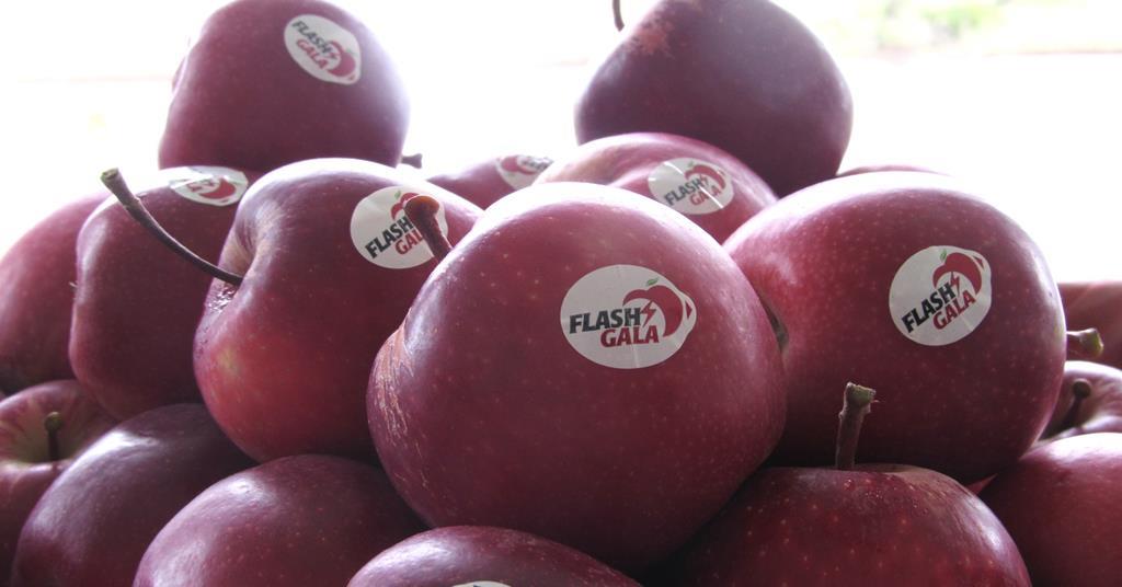 Bigbucks takes South African apple industry by storm | News | Fruitnet