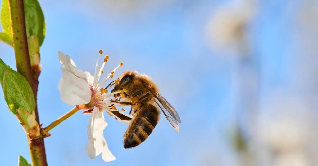 BeeHero launches Pollination Insight Platform 2.0 | News | Fruitnet