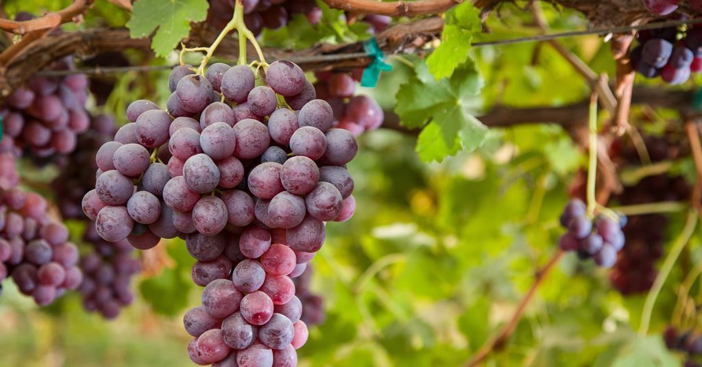 California Table Grape industry focuses on competitiveness | News ...