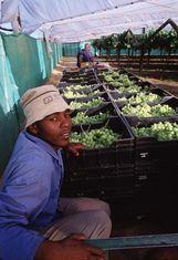 Karsten Farms ends exclusive supply agreement with Capespan | Article ...