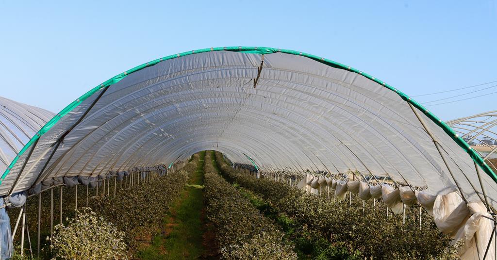 Second setback for South African berry industry | Article | Fruitnet