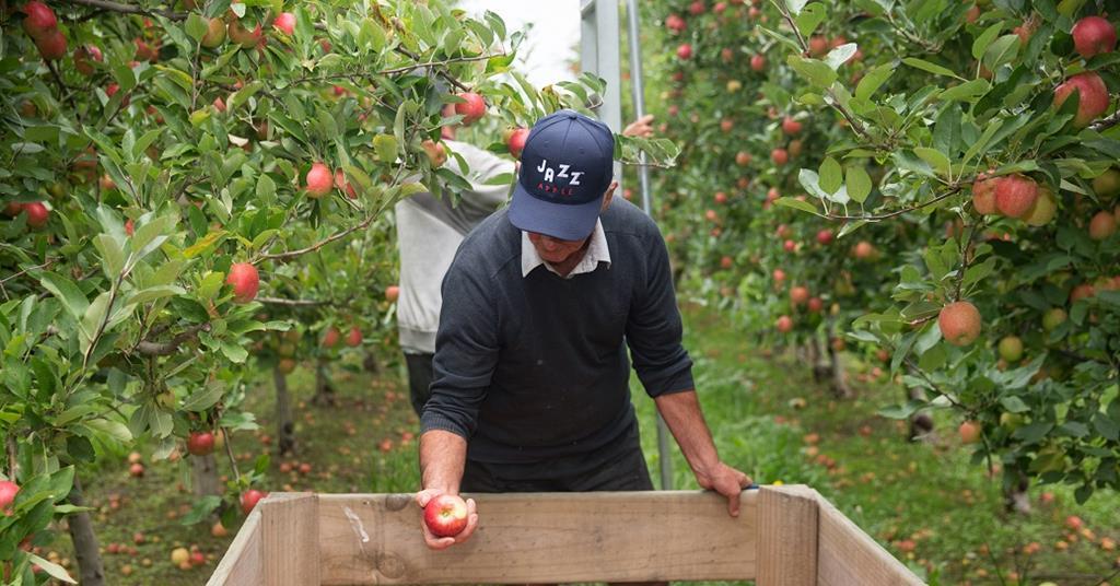 Jazz apples now more popular than Cox | Article | Fruitnet