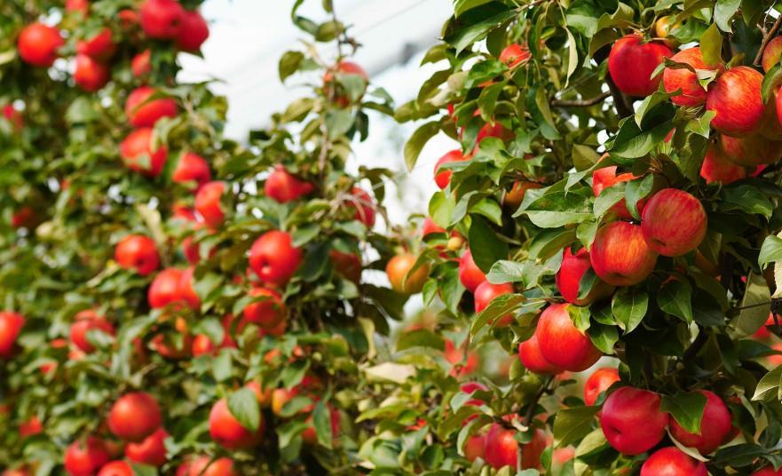 Innatis clubbing together | Article | Fruitnet