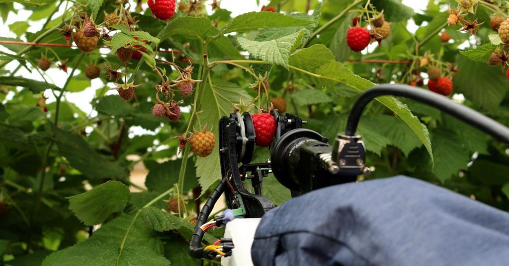 Raspberry picker bots "could arrive in five years" | Article | Fruitnet