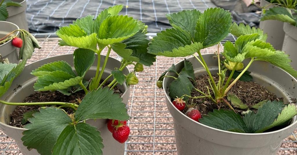 UPL to launch plant health elicitor for hort crops | News | Fruitnet