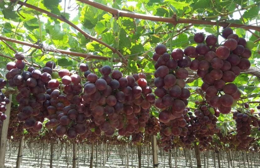 Oppy celebrates Peruvian grapes | Article | Fruitnet