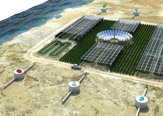 Qatar harvests first seawater cucumbers | Article | Fruitnet