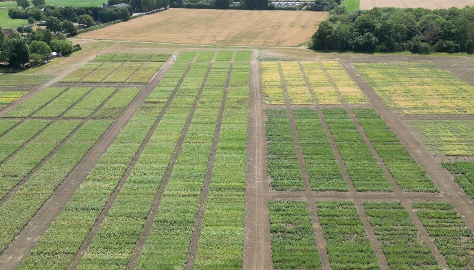 PGRO adds 11 new pulses to Descriptive List 2026 | News | Fruitnet