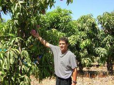 Israel raises mango hopes | Article | Fruitnet