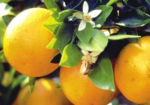 Wonderful Citrus acquires DNE | Article | Fruitnet