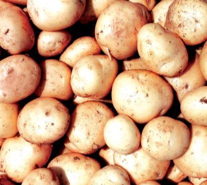 Spuds up in France | Article | Fruitnet