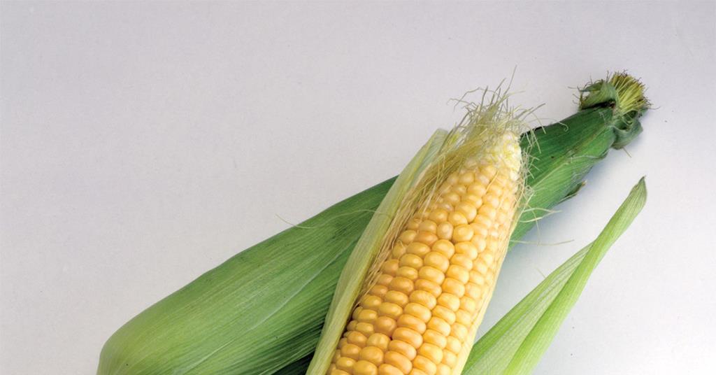 Not so sweetcorn | Article | Fruitnet