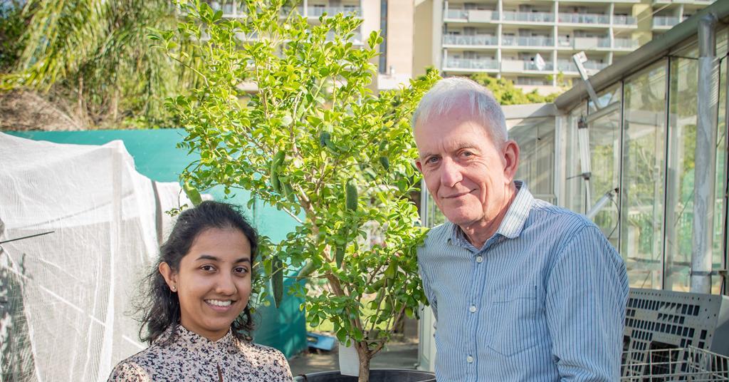 Australian fruit could hold key to citrus greening answer | News | Fruitnet