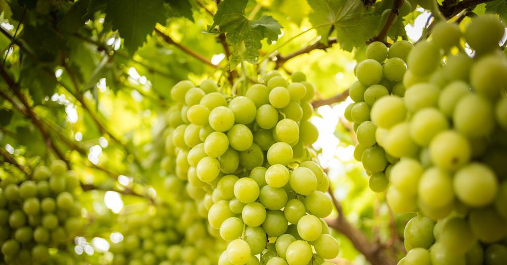 South African grapes face difficulties | Article | Fruitnet