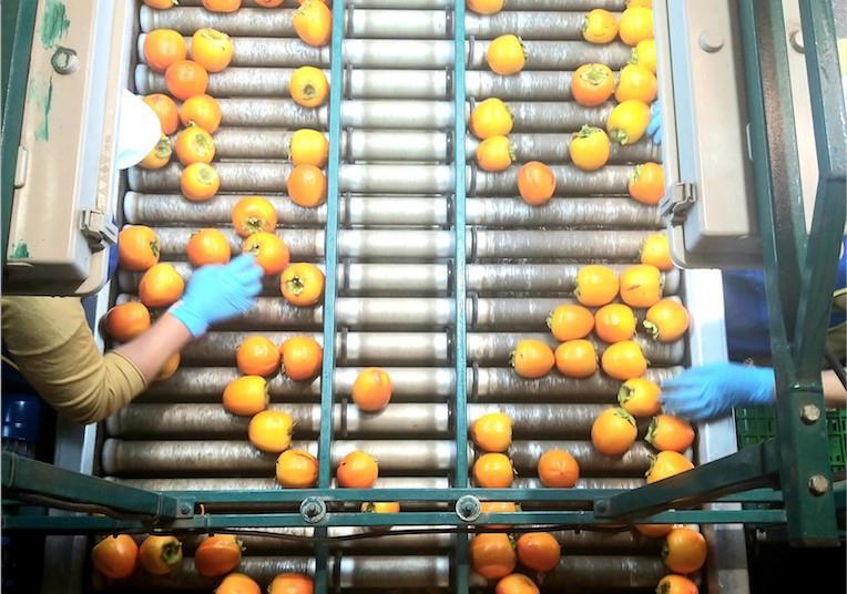 Crunch time for Spanish Kakis | Article | Fruitnet