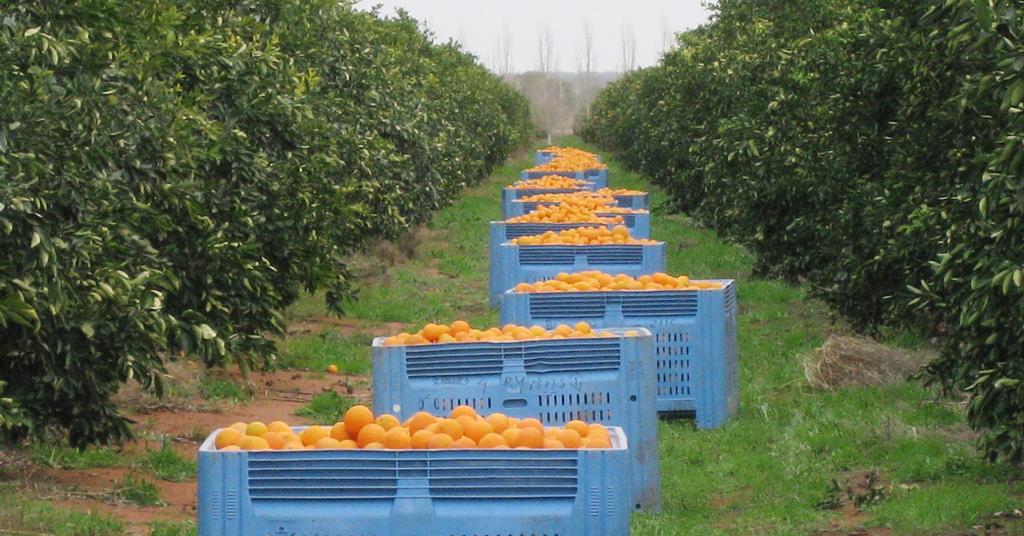Hort Innovation's plan to boost productivity | Article | Fruitnet